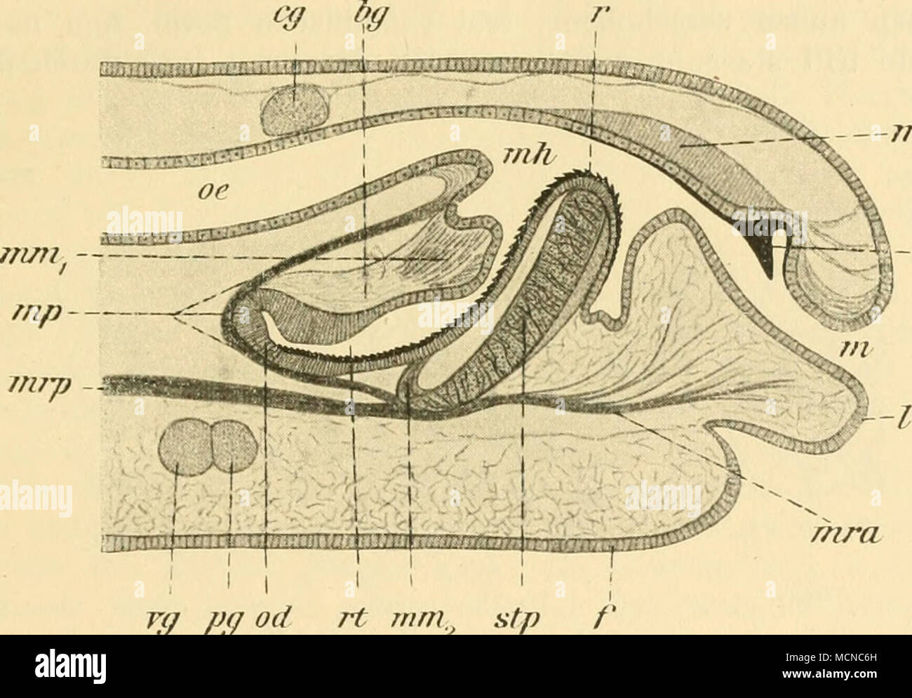 Langsschnitt dach hi-res stock photography and images - Alamy