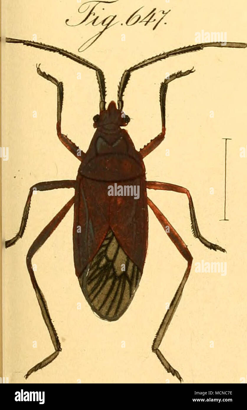 Cicadas illustration hi-res stock photography and images - Alamy