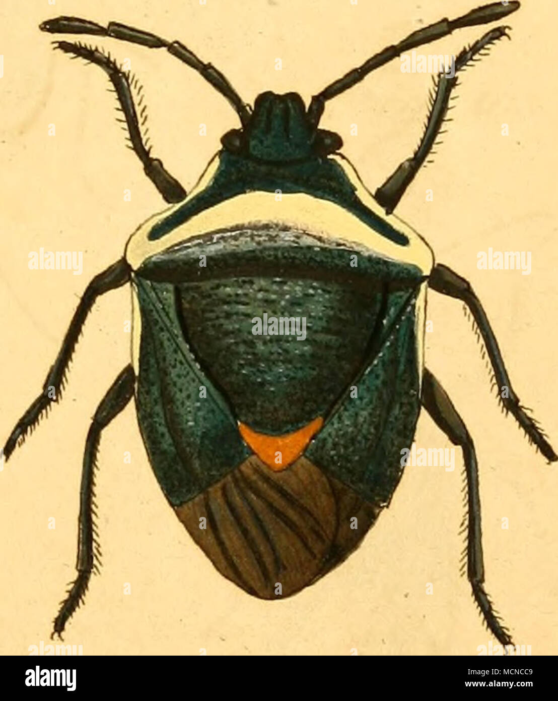 Jzs hi-res stock photography and images - Alamy