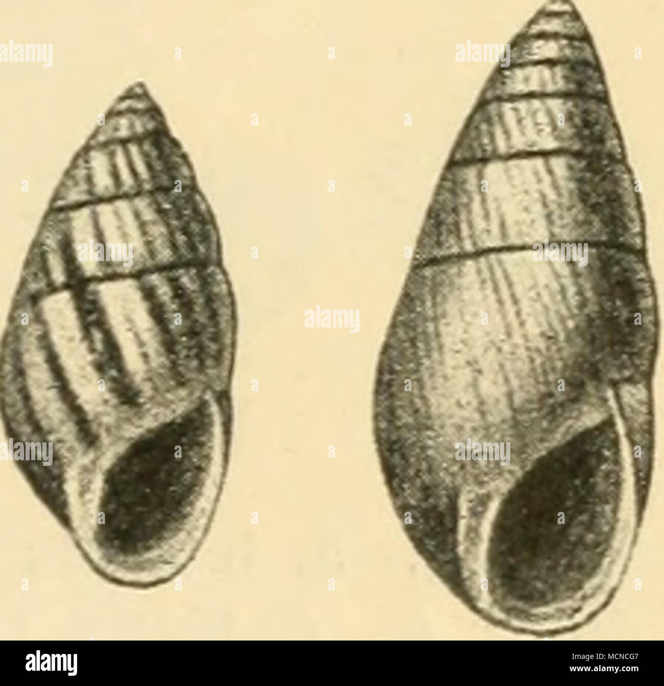 C triplicata hi-res stock photography and images - Alamy