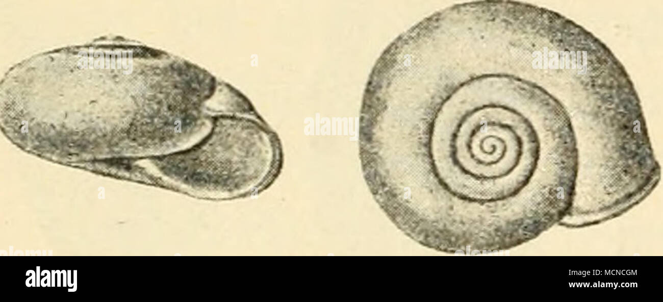 Patula rupestris. 2 Buliminus detritus Stock Photo - Alamy