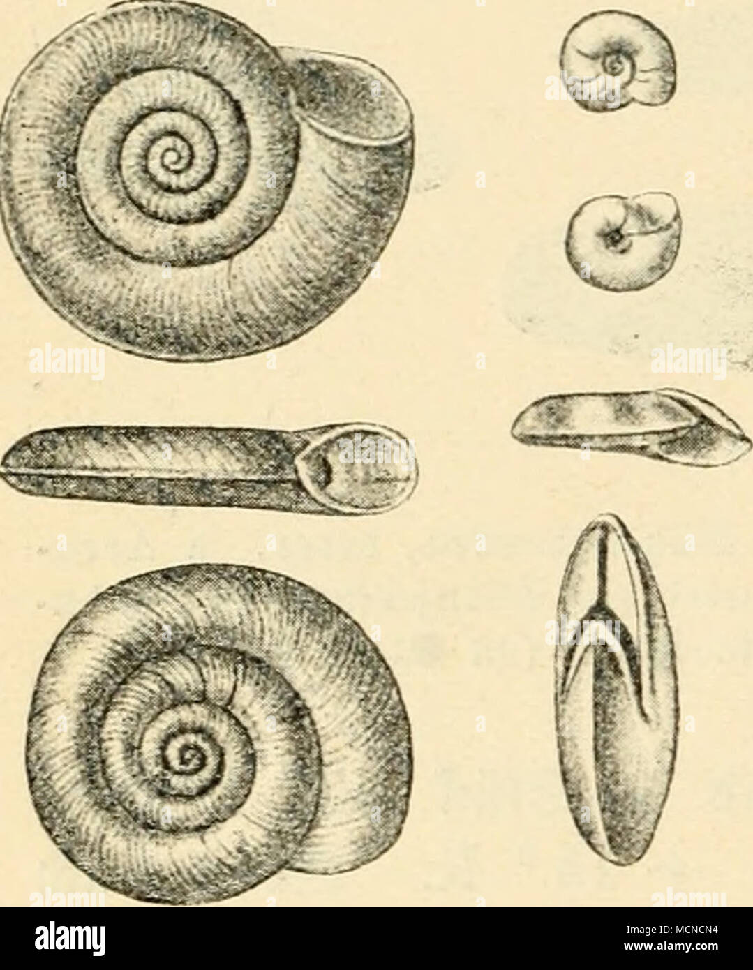 . 2lfcb. 20. a Planorbis umbilicatns (marginatus), not. @r., b ...