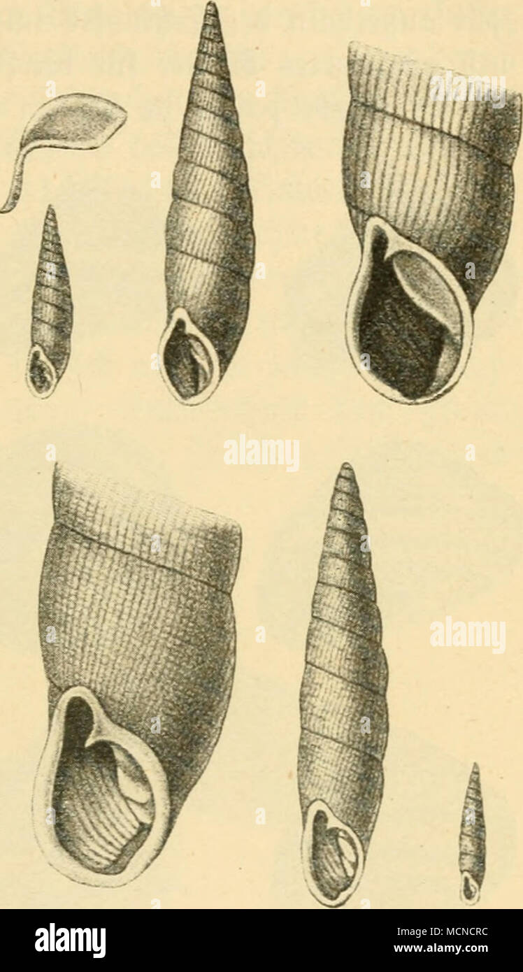 Silium hi-res stock photography and images - Alamy