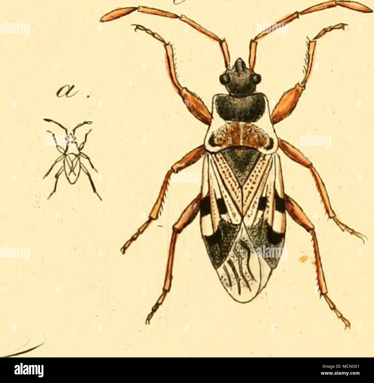 Stink bug life cycle hi-res stock photography and images - Alamy