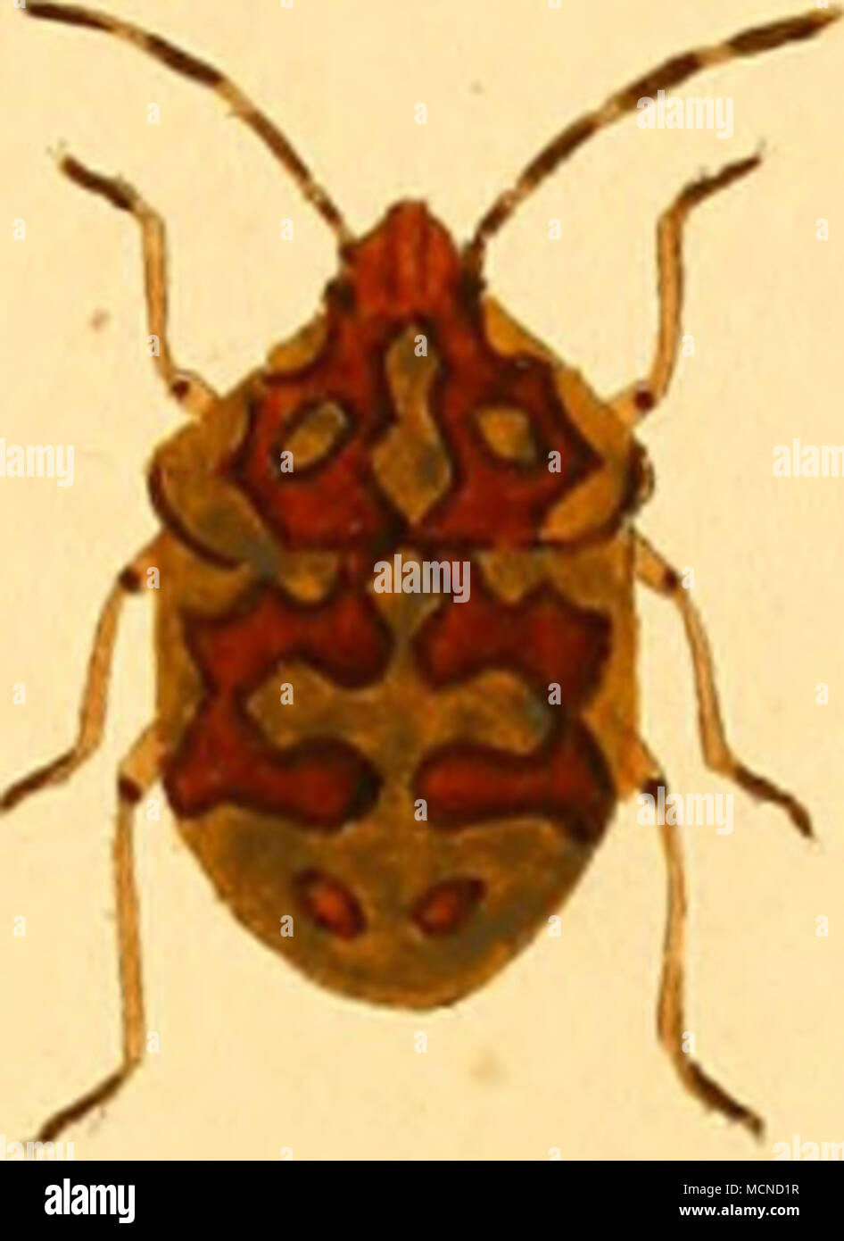 . ^y.. 464^ Stock Photo - Alamy