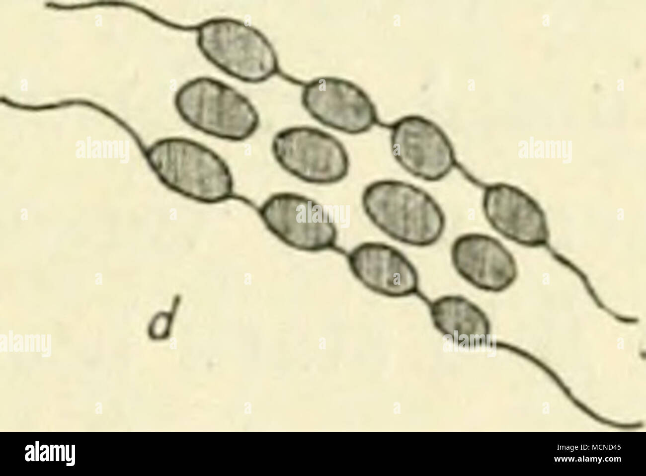 . Textfig. 1. Rectaldrüsenformen; a, Campoplex spec.?; b, Xeno- schesis ...