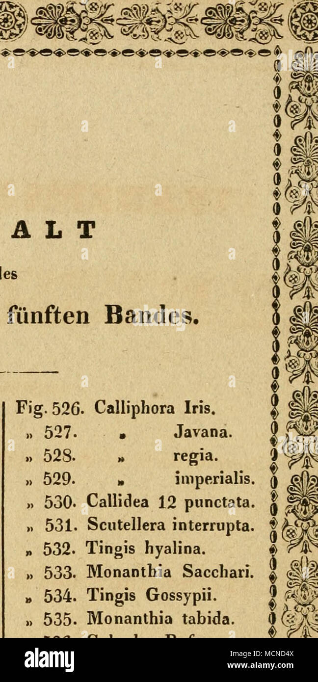 Tingis hi-res stock photography and images - Alamy