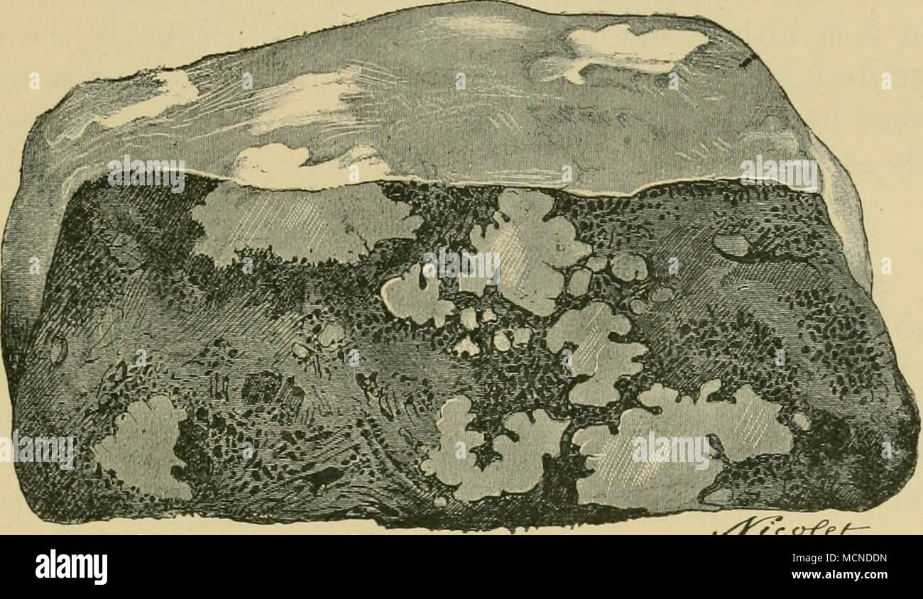 . Fig. 121.—Appearance of the liver in necrosing hepatitis mesenteric ...