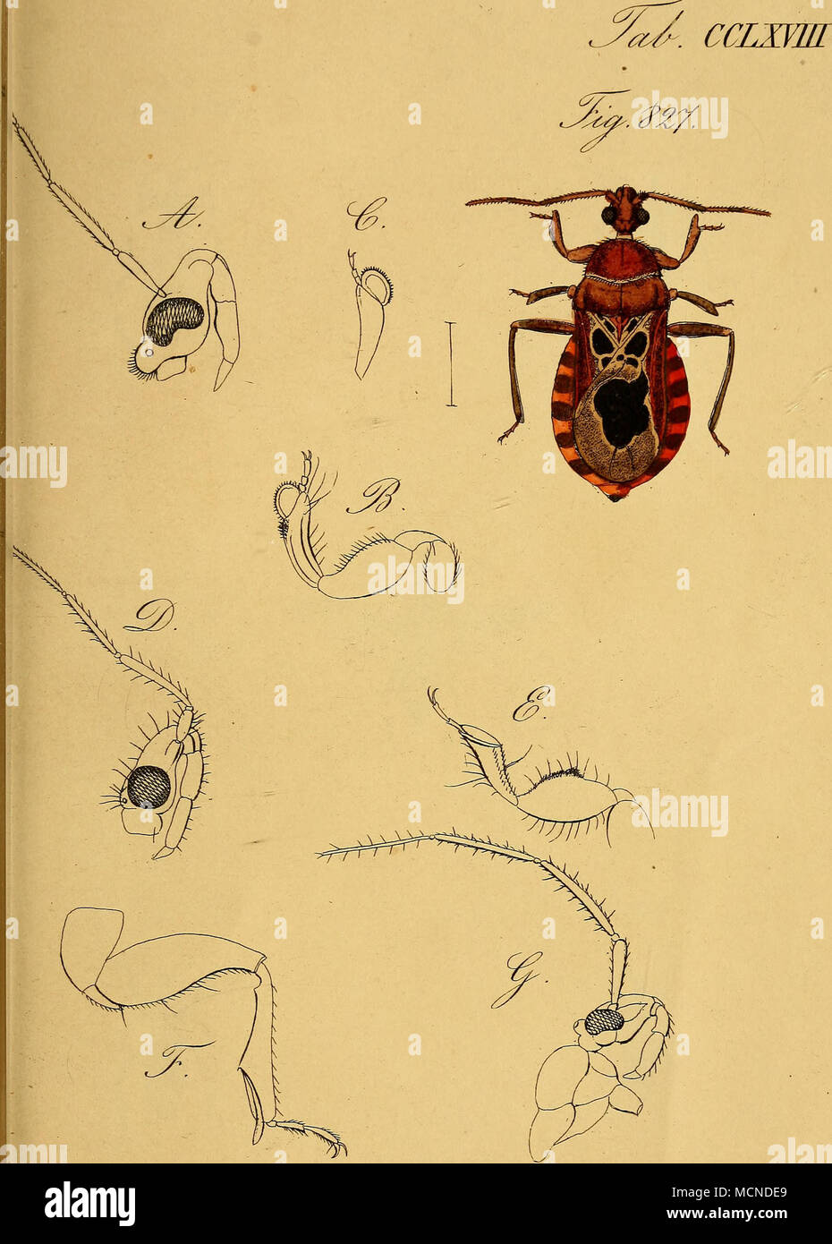 J^. i^^^f Stock Photo - Alamy