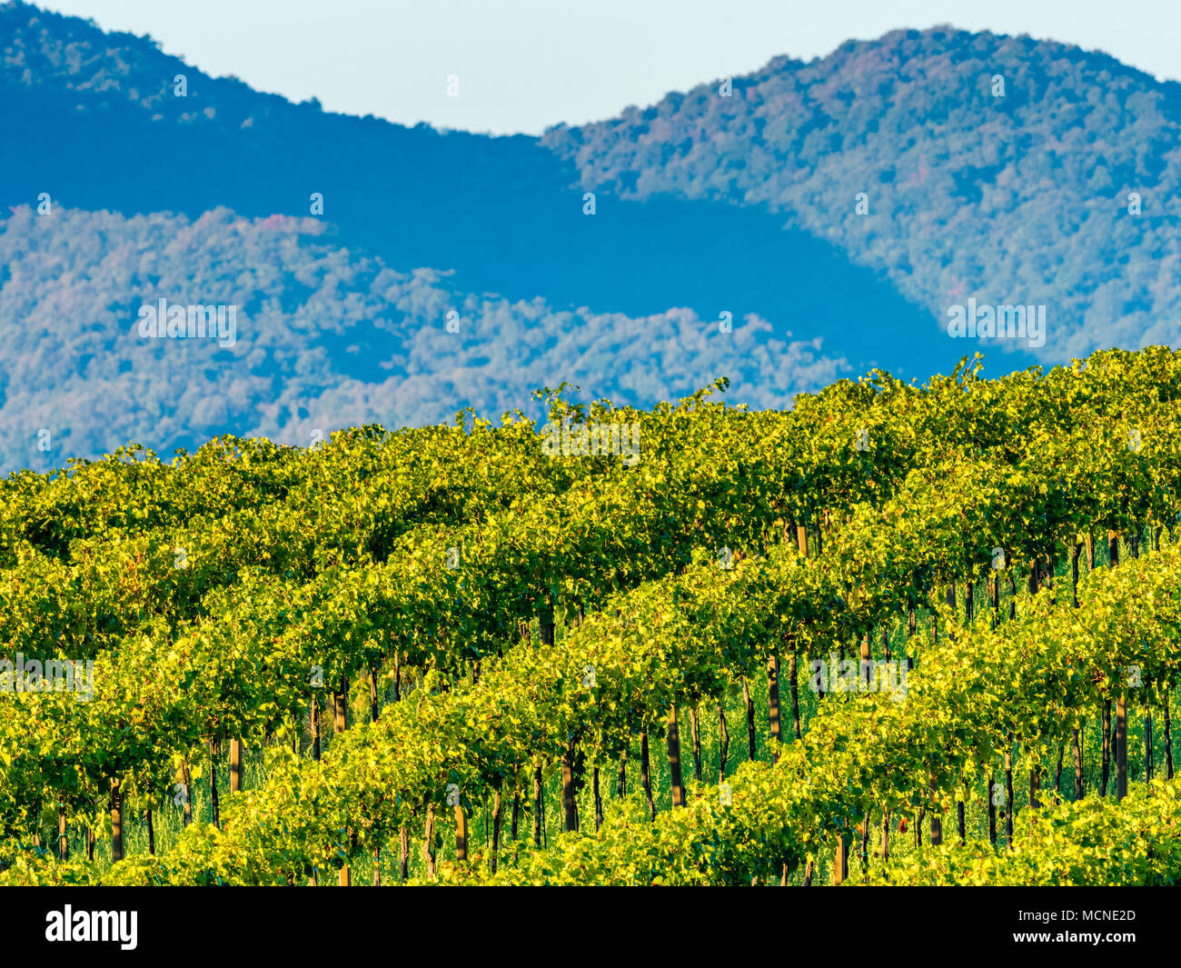 Grape vines in the Tuscan countryside, Italy Stock Photo - Alamy