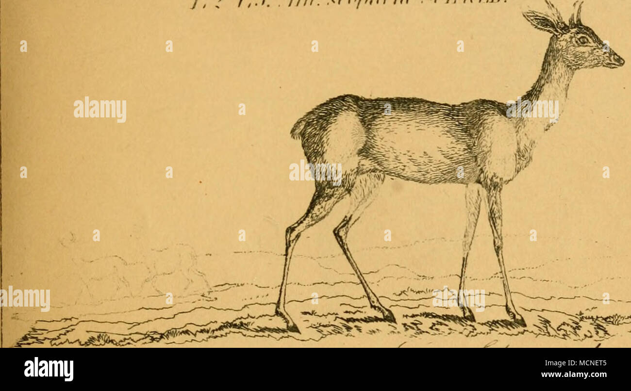 Iul l hi-res stock photography and images - Alamy