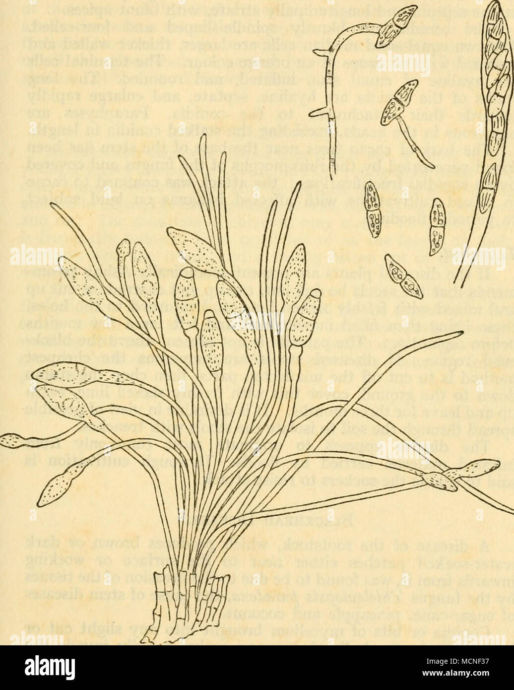 . Fig. 98 SpHAEROSTILBE MUSARUM, CONIDIA, ASCUS AND ASCOSPORES Bull. 6 ...