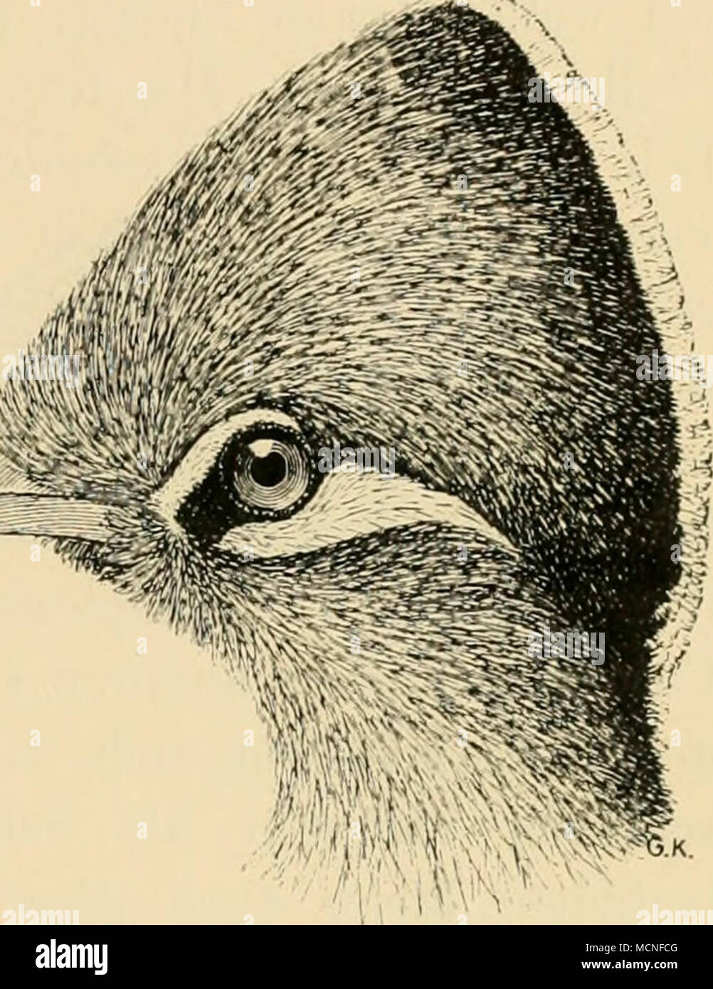 Nasenlocher hi-res stock photography and images - Alamy