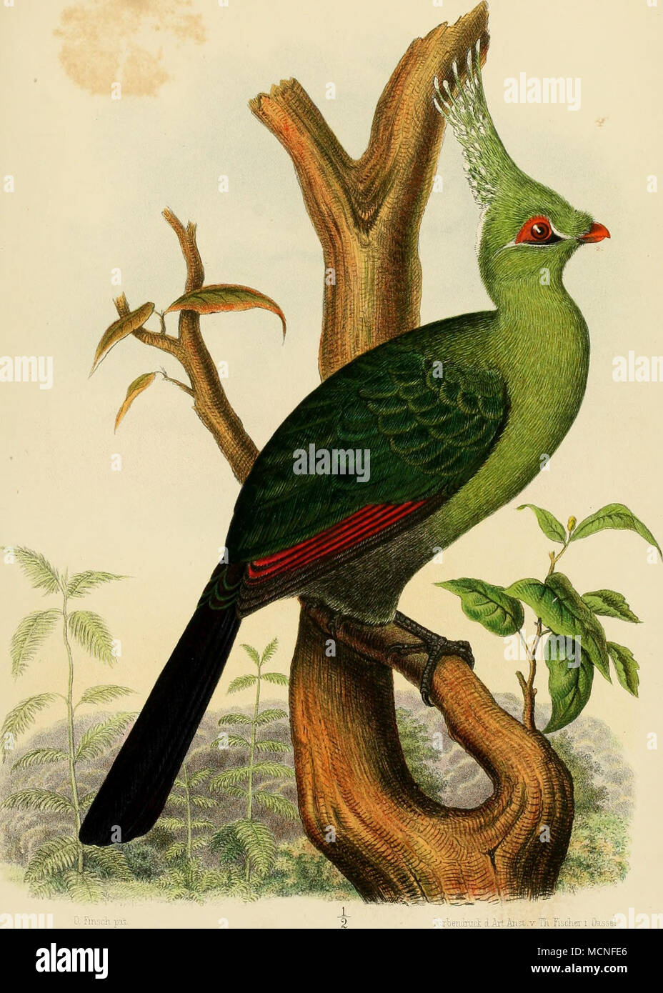 Oissel hi-res stock photography and images - Alamy