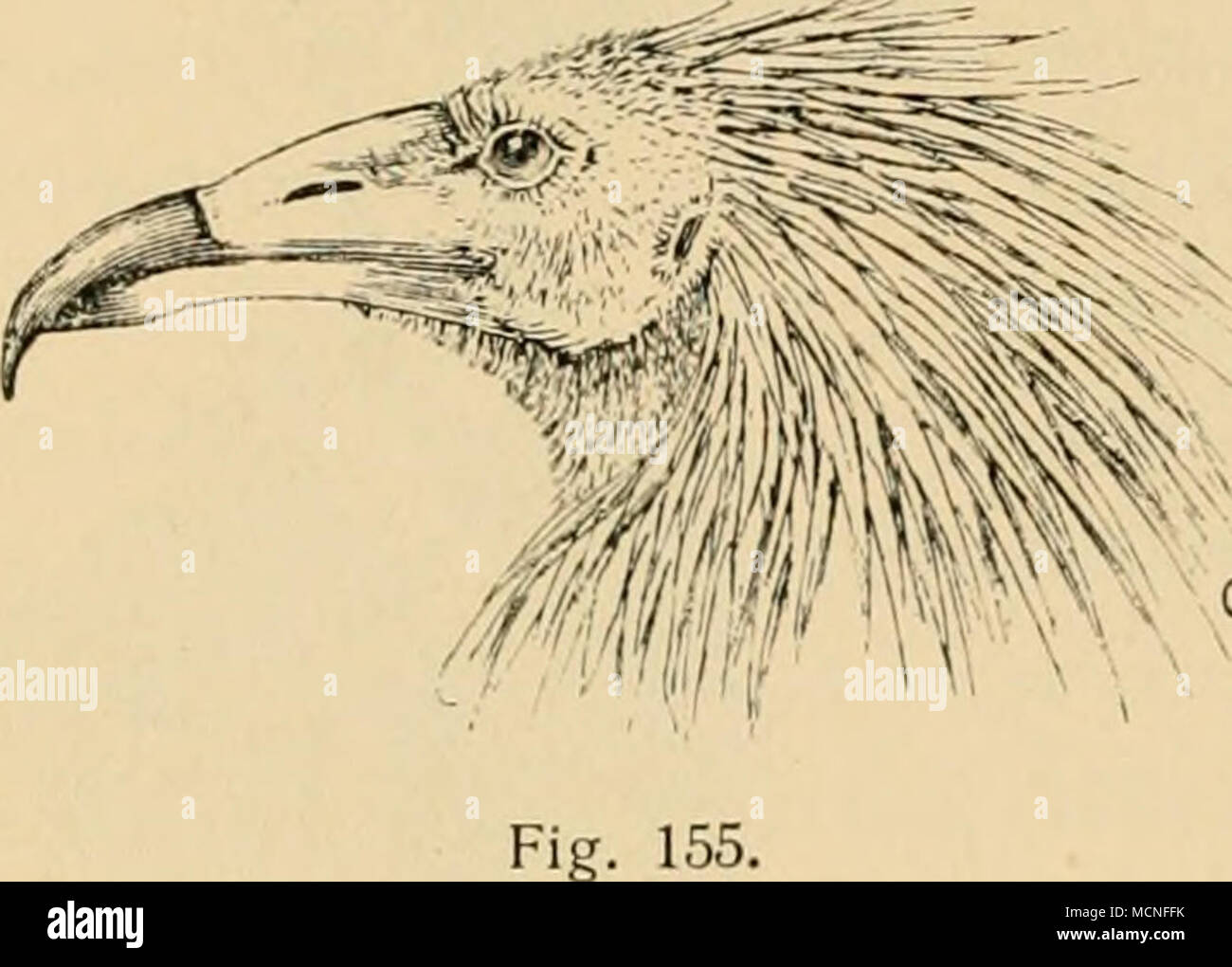 Aasgeier hi-res stock photography and images - Alamy