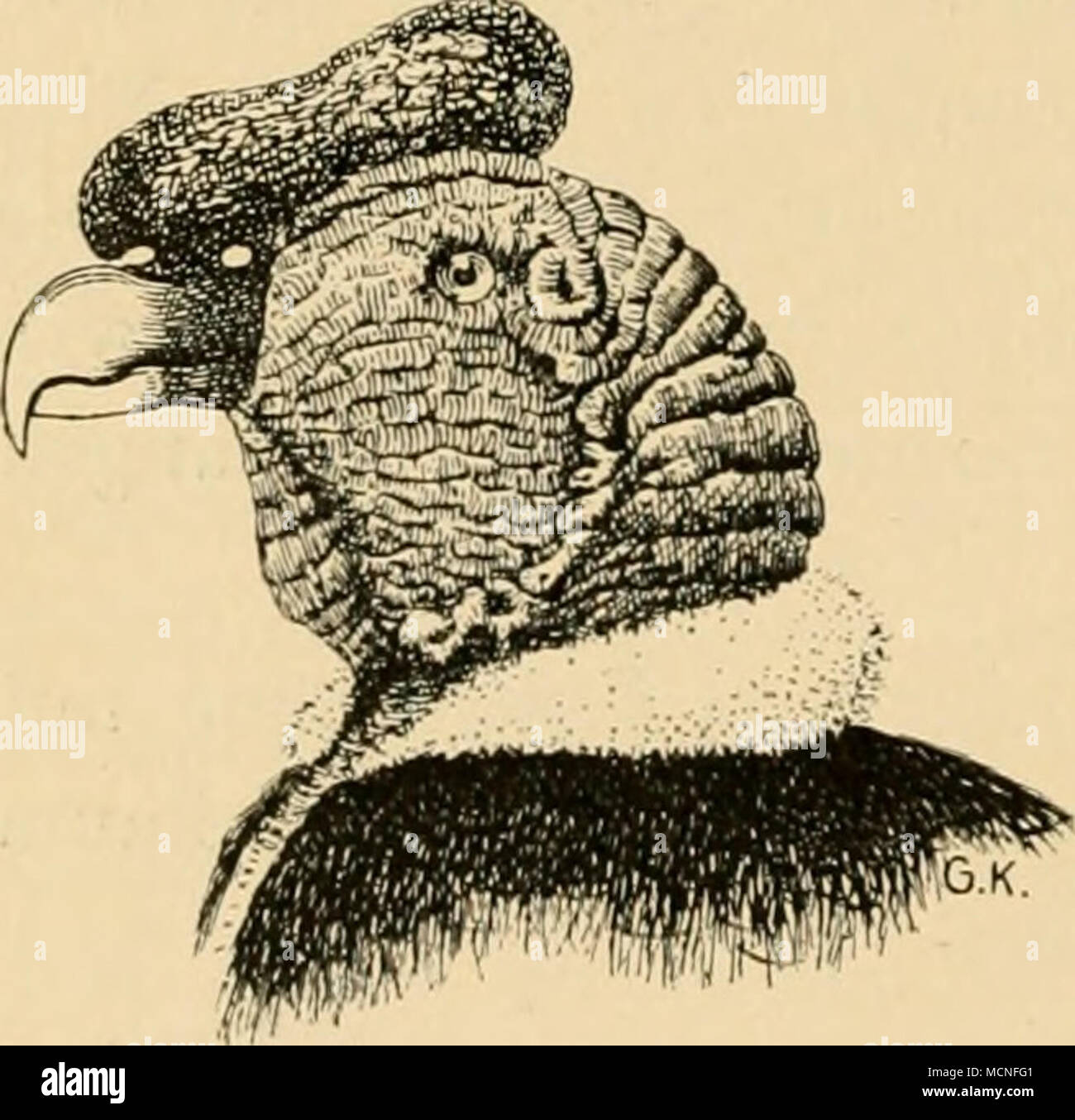 . Fig. 152 Stock Photo - Alamy