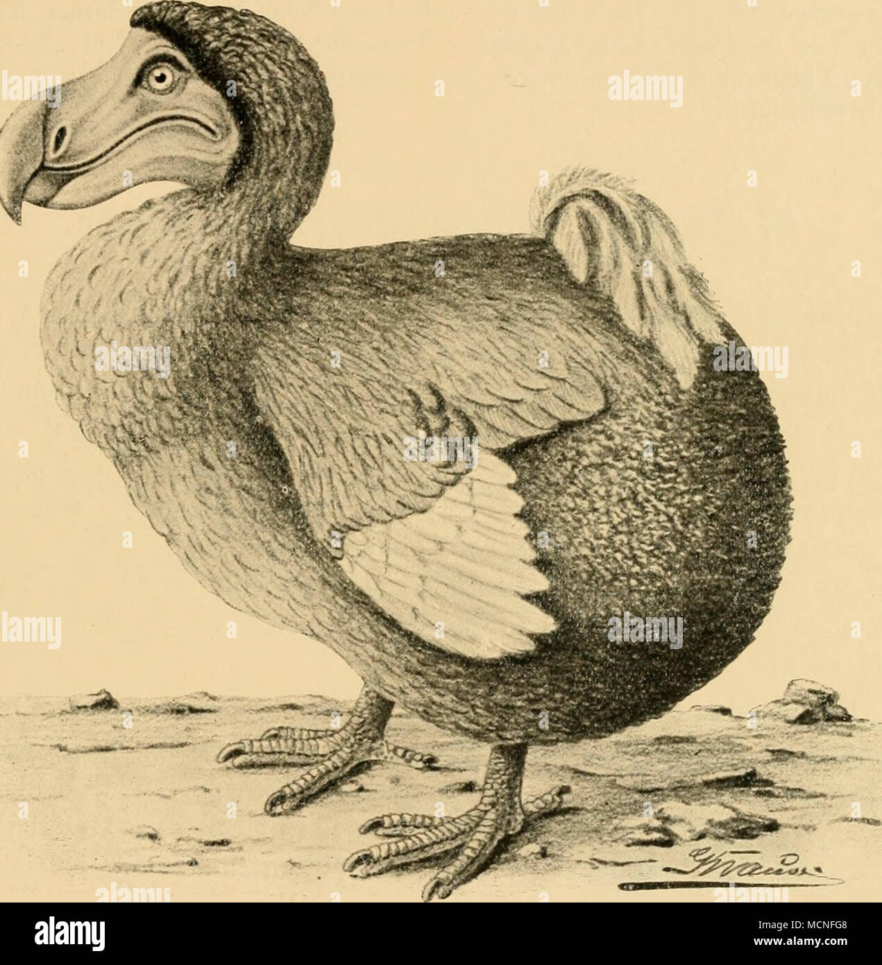 . Fig. 141. Dronte (Didus ineptus). Nach einem Bilde von R. Savery vom ...