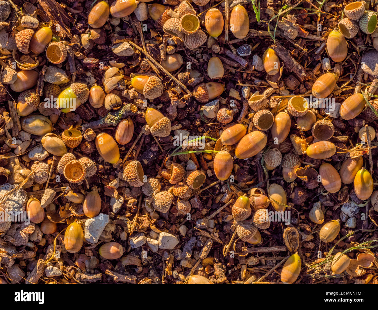 Fallen acorns in Umbria, Italy Stock Photo - Alamy