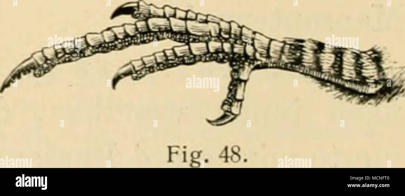 Kletterfuss hi-res stock photography and images - Alamy