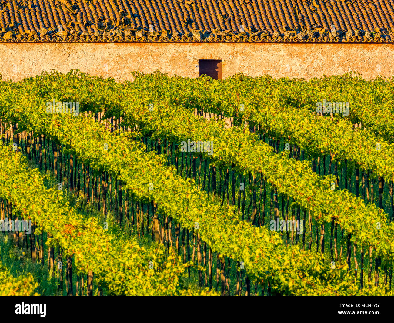 Grape vines in the Tuscan countryside, Italy Stock Photo - Alamy