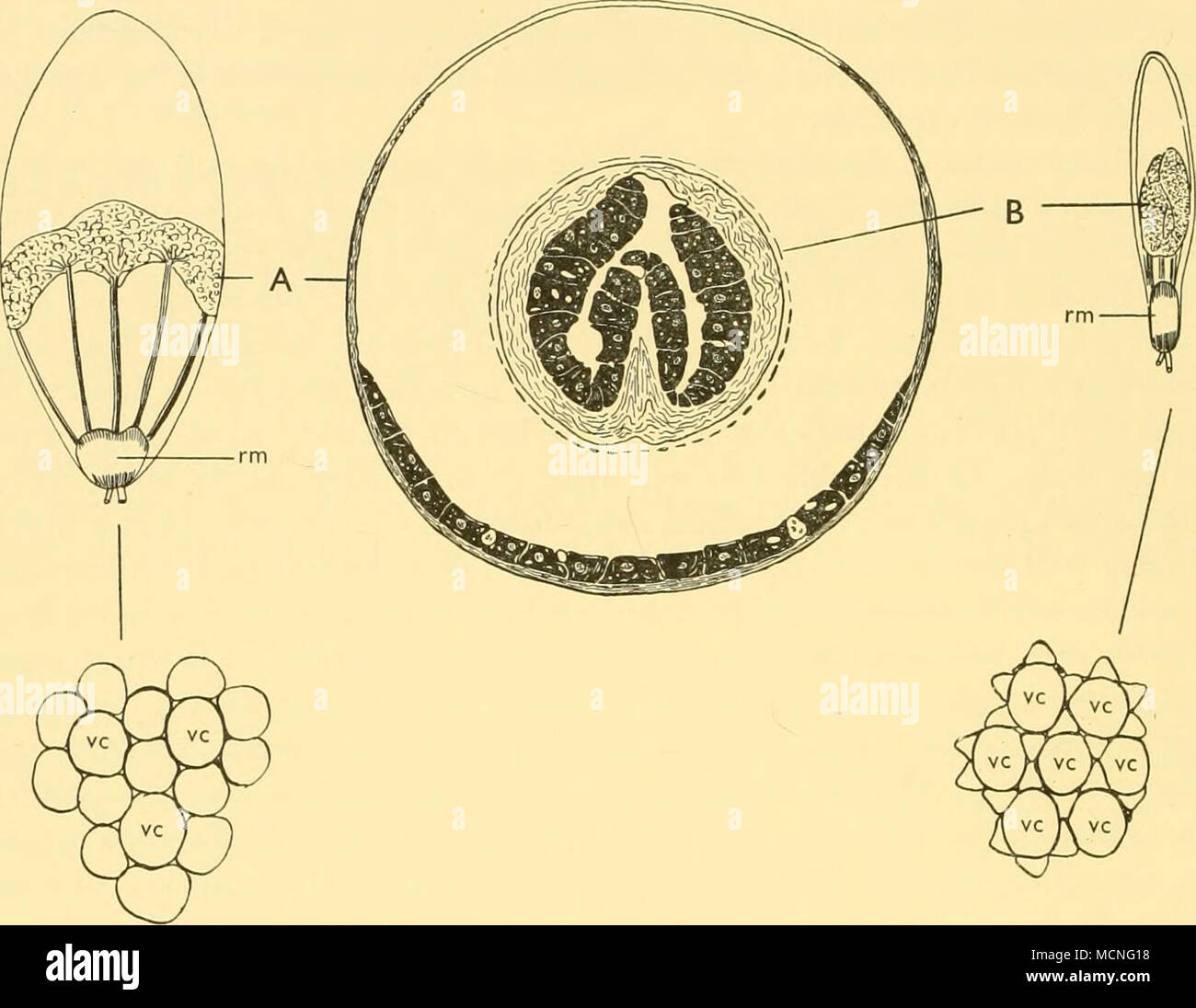 Retia mirabilia hi-res stock photography and images - Alamy