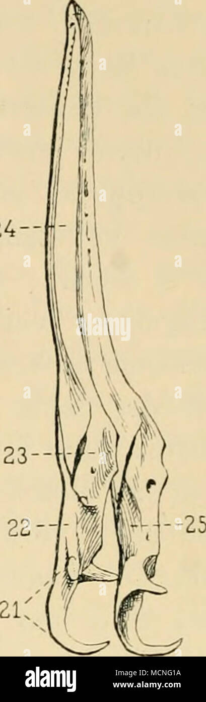 Gaumen hi-res stock photography and images - Alamy