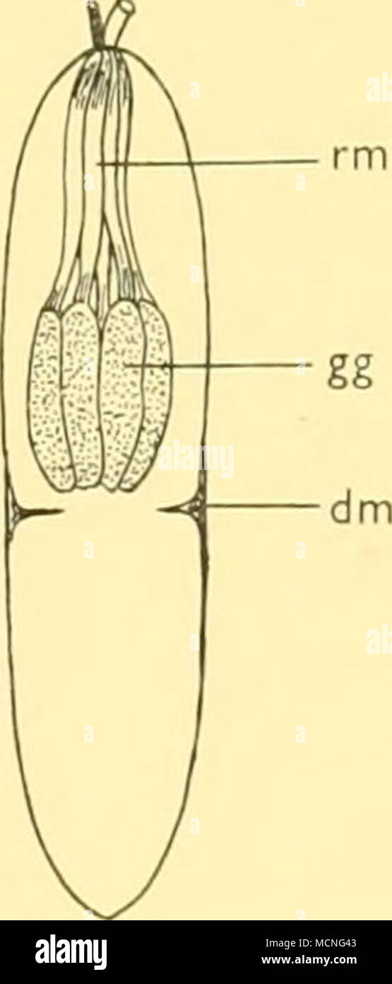 . Chiasmodon Text-fig. 30. Schematic diagrams showing the essential ...