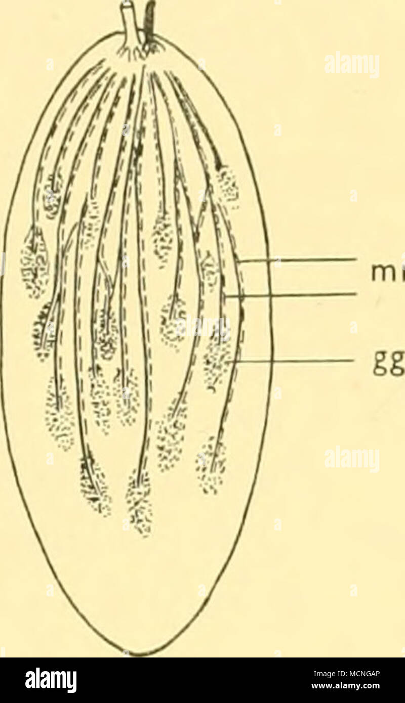 Salmonoid hi-res stock photography and images - Alamy