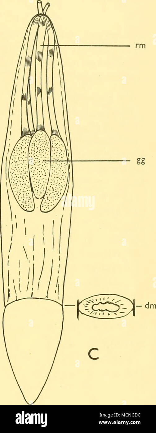 . Text-fig. 29. Swimbladder of Chiasmodon niger (ventral view), seen in ...