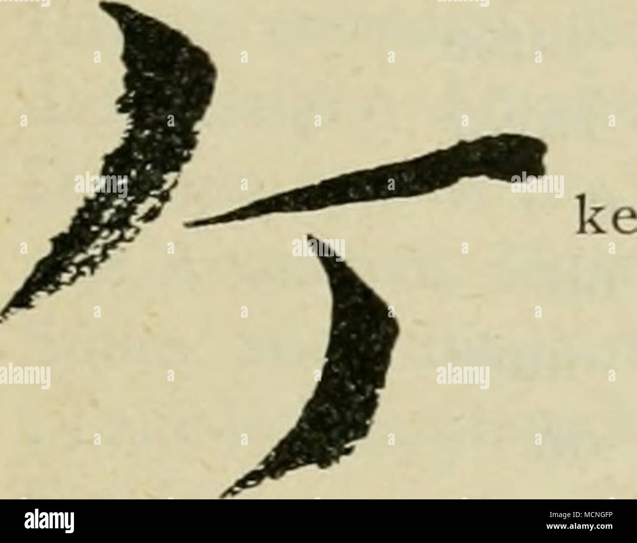 . Fig. 58 Stock Photo - Alamy