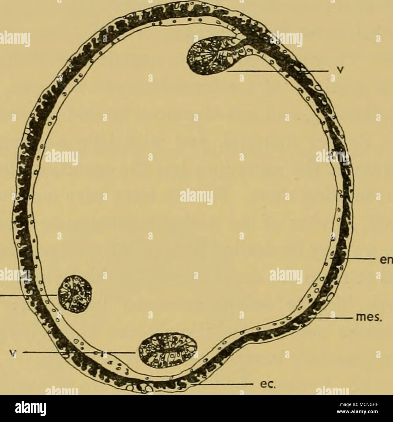 Endoderm hi-res stock photography and images - Alamy
