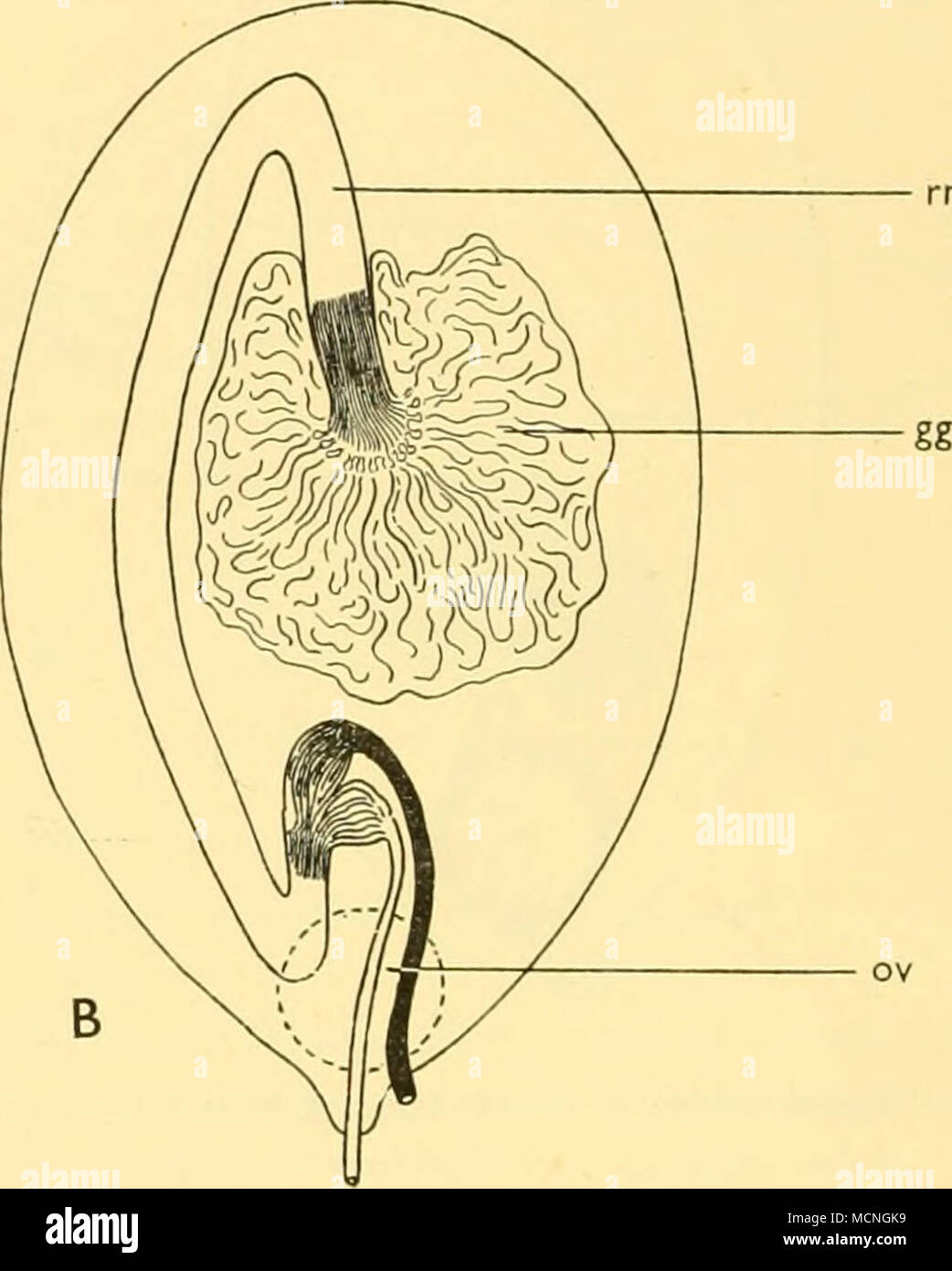 . Text-fig. 27. Swimbladder of Melamphaes megalops, seen (a) in fish ...
