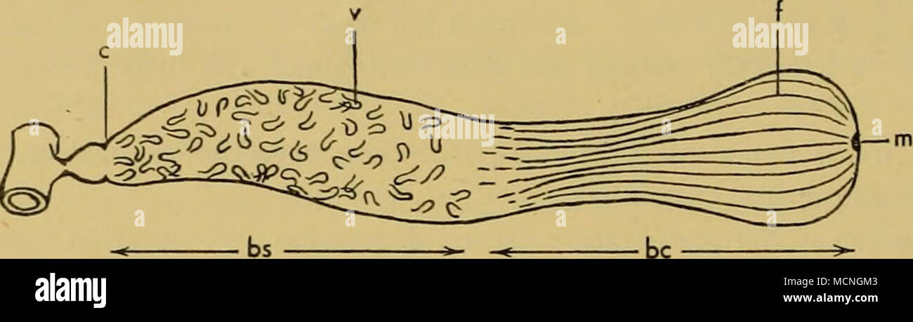 Gastrozooid hi-res stock photography and images - Alamy