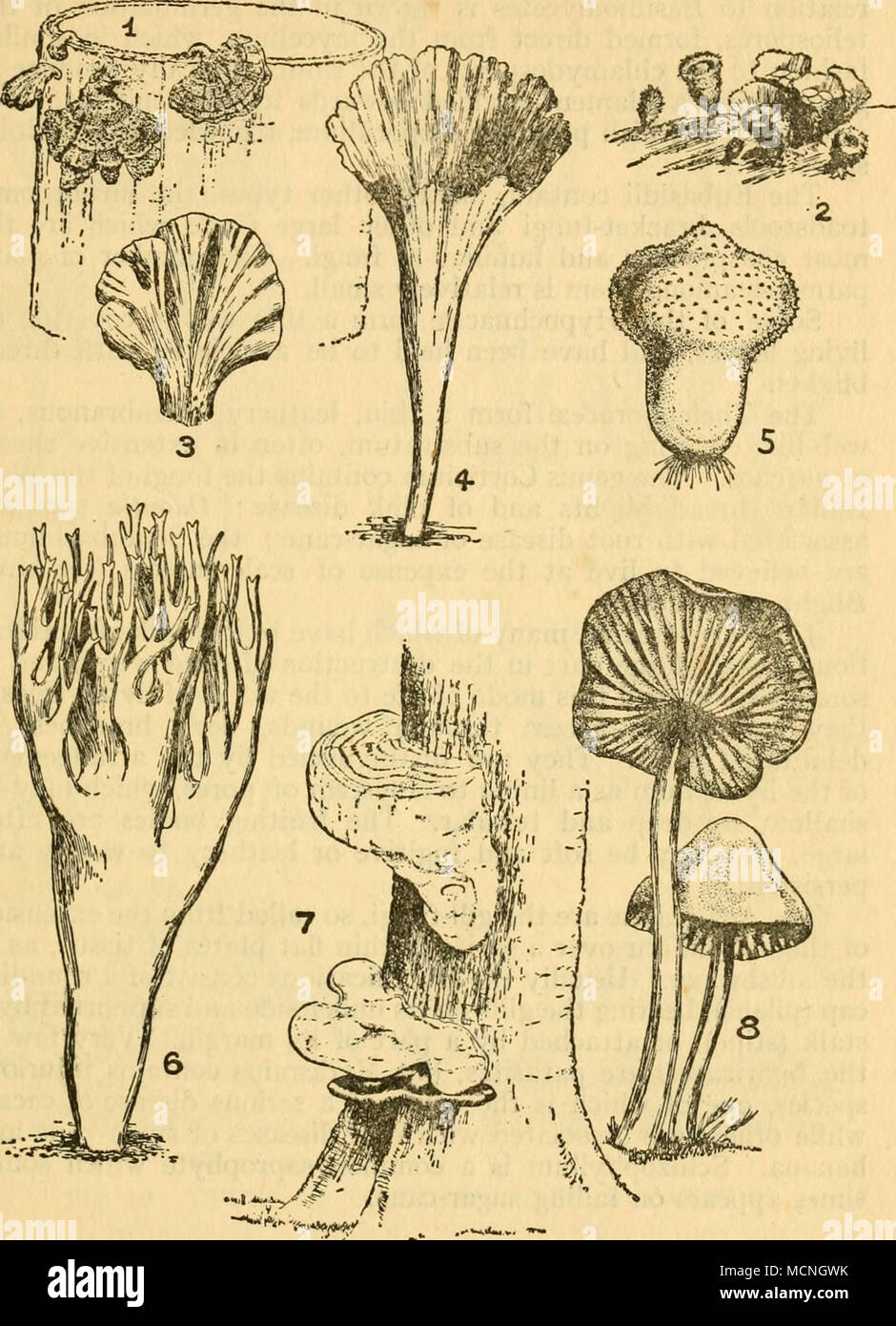 . Fig. 9 BASIDIOMYCETES 1. SCHIZOPHYLLUM CoMMUNE. 2. CyATHUS ...