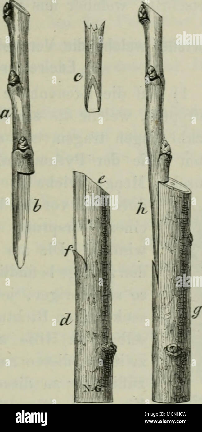 Kopulation hi-res stock photography and images - Alamy