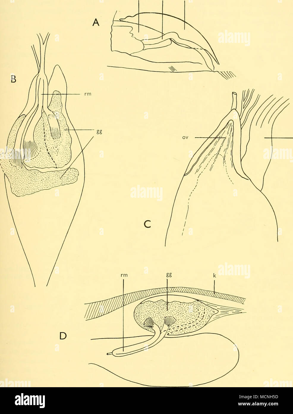 D Text-fig. 21. Swimbladders of Lampadena chavesi (a) in body-cavity ...