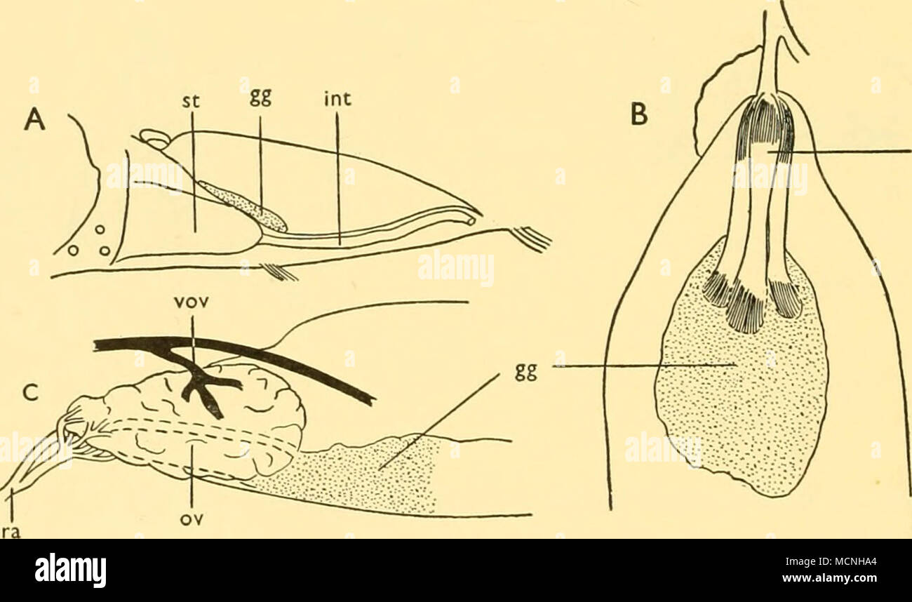 . Text-fig. 19. Swimbladder of Myctophum affine, seen (a) in body ...