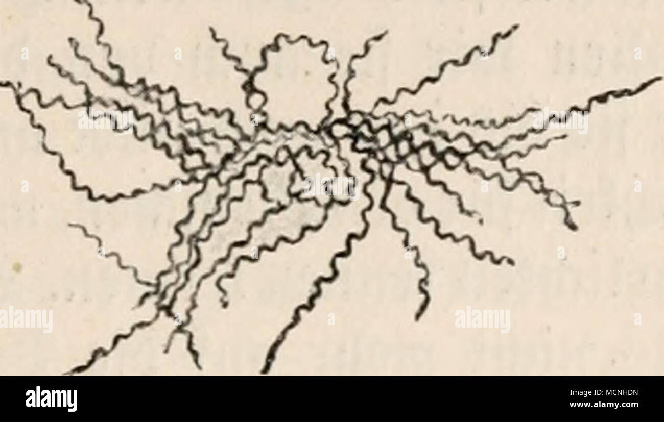 Spirochaete hi-res stock photography and images - Alamy