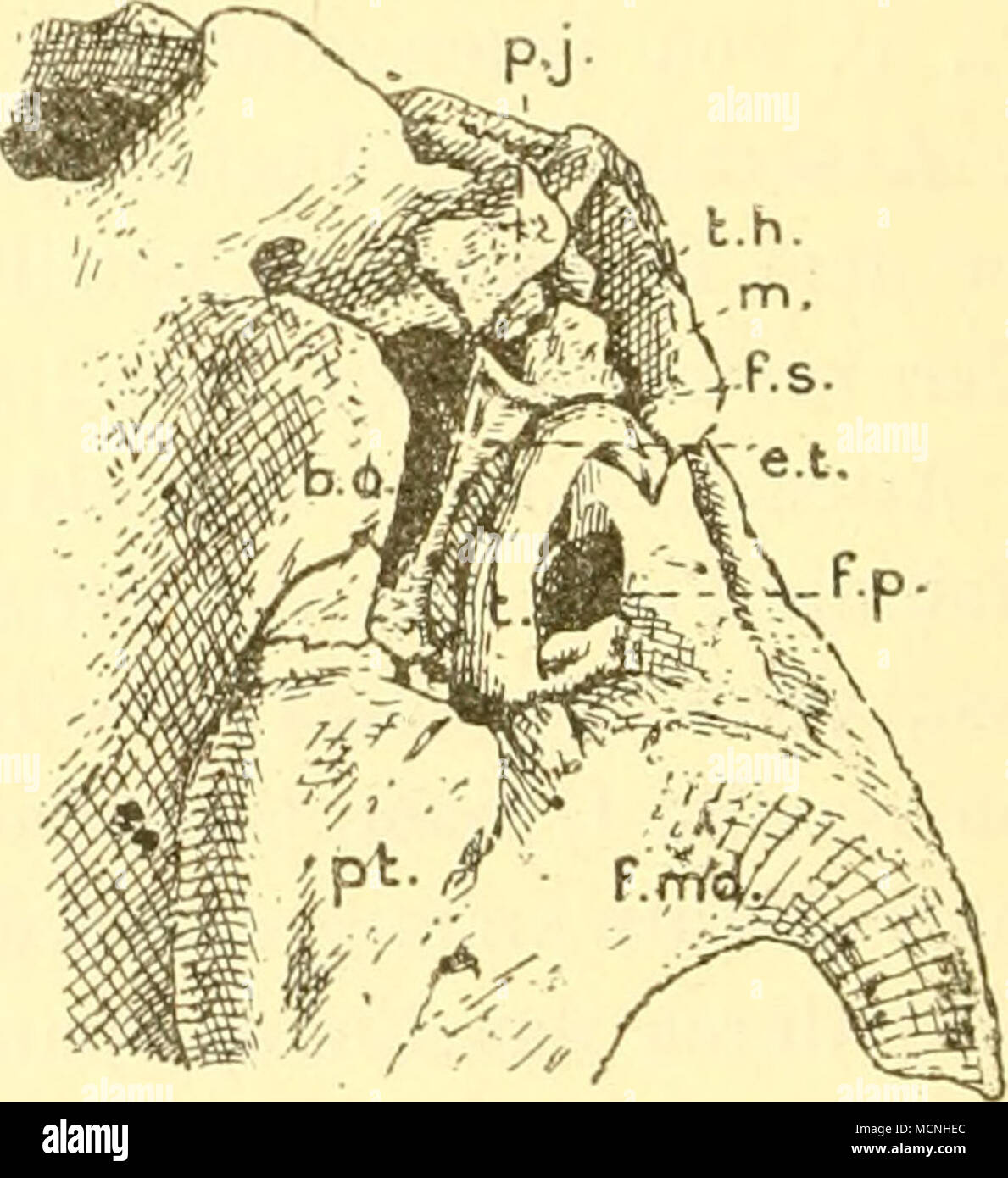 . Fig. 35. Choloepus, Frontalsclinitt. ho. Basioccipitale. Fig. 30 ...