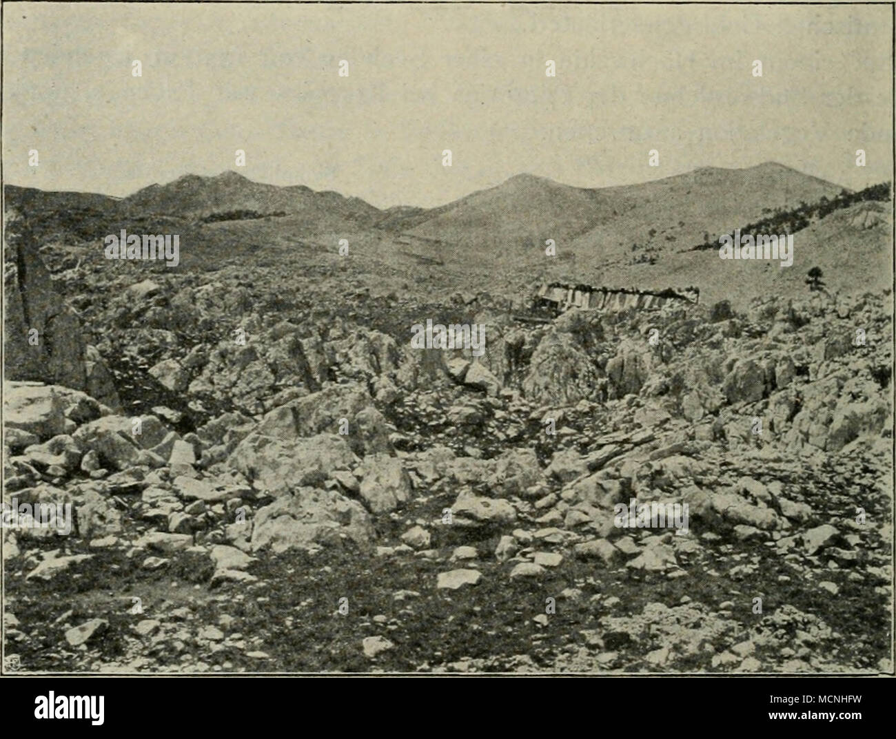 Mittelmeerpflanzen hi-res stock photography and images - Alamy