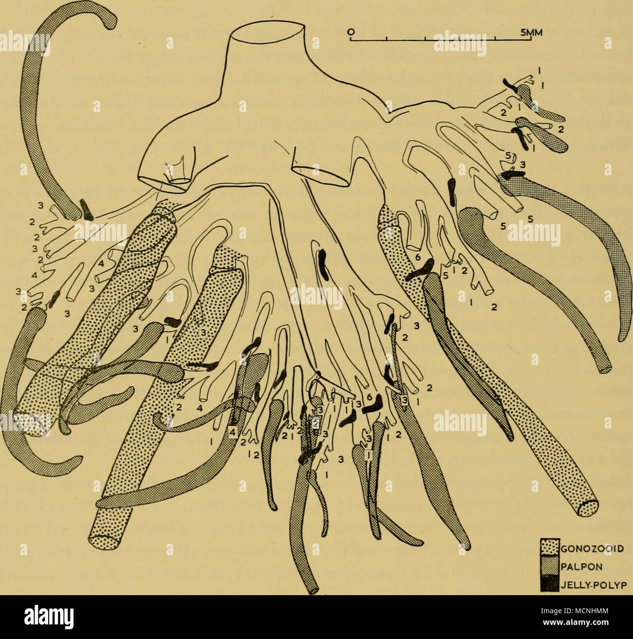 Polyp stages hi-res stock photography and images - Alamy