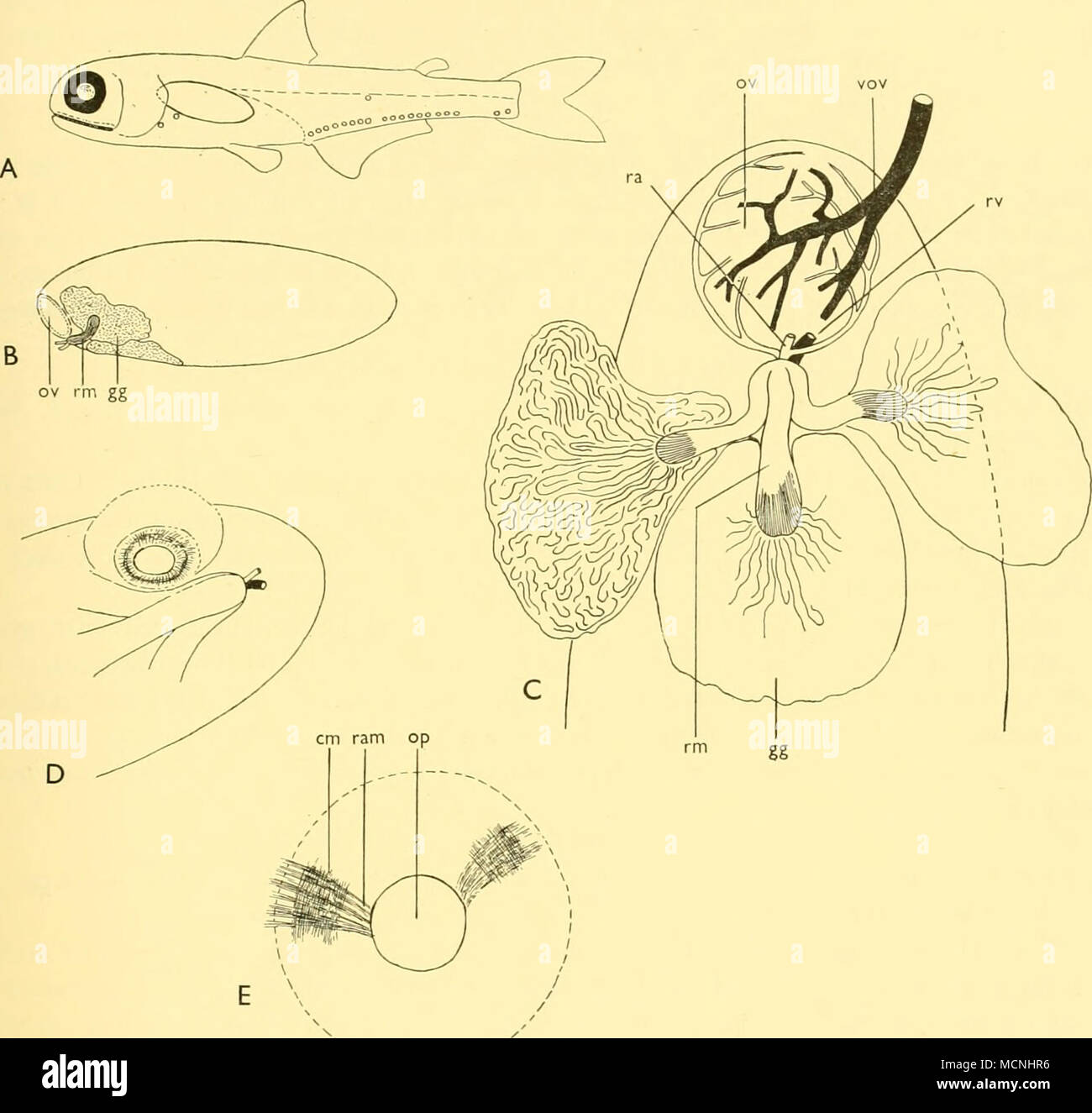 Gas chamber gland hi-res stock photography and images - Alamy