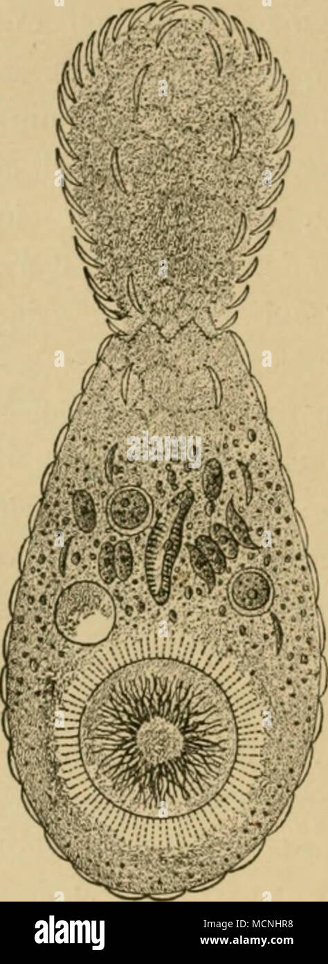 . Fig. 19. Euglypha in Teilung (eUva 70oraal vergr.). Ein Teil des ...