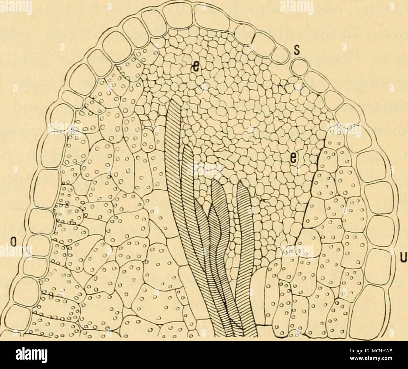 Epithem hi-res stock photography and images - Alamy