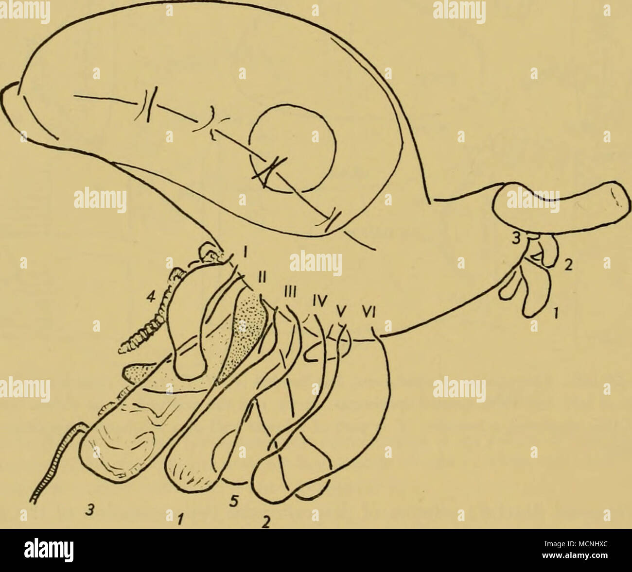 Gastrozooid hi-res stock photography and images - Alamy