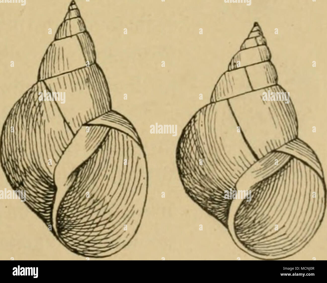 . Limnaea stagnalis V. borealis Brgt. Fig. 24. Liinnaea stagnalis V ...
