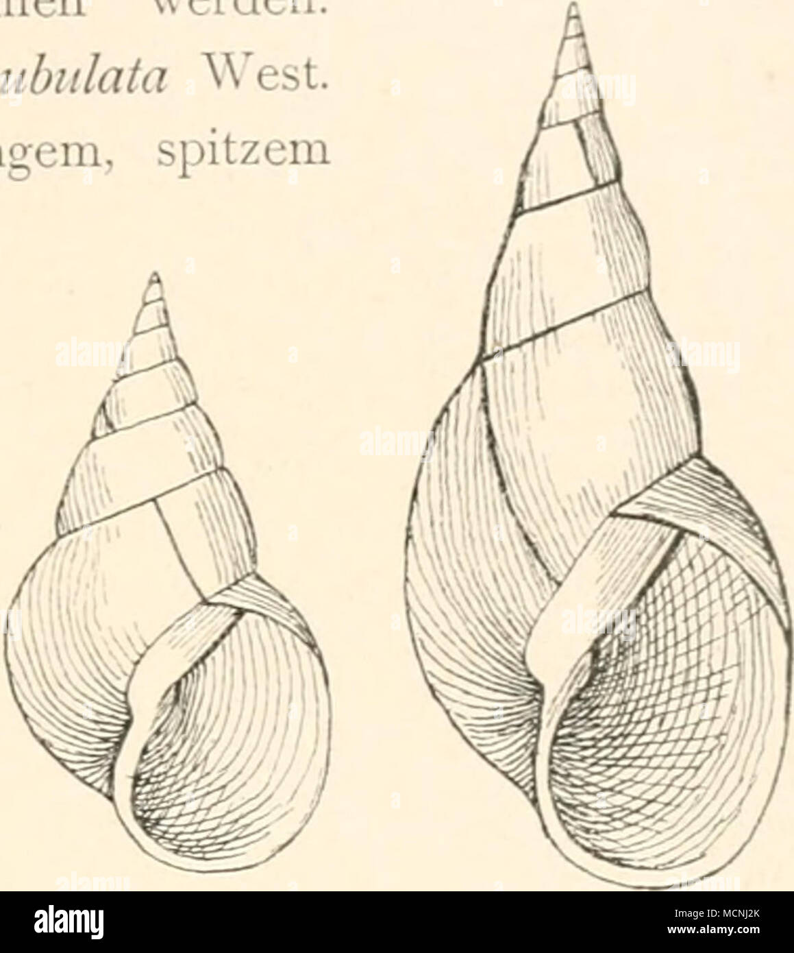 . Fig. 21. Limnaea stagiialis Typ. Fig. 22. Limnaea stagnalis v ...