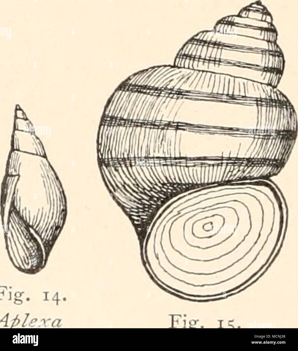 . Fig. 14. Aplexa hypnorum g- 15 Stock Photo - Alamy