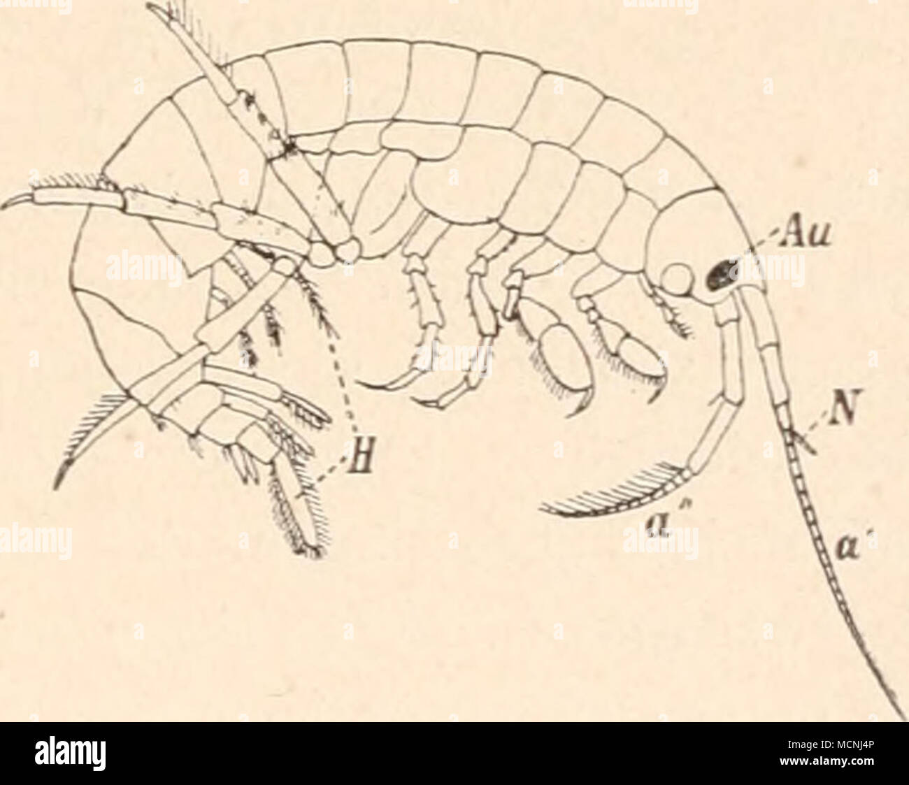 . Fig. 79- Gammarus pulex L. a' Erste Antenne — a" Zweite Antenne — Au ...