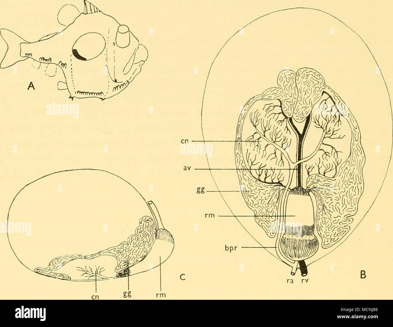Upper body veins hi-res stock photography and images - Alamy